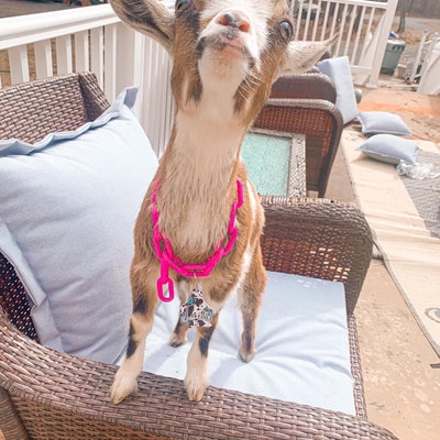 Personalized Goat Name Tag, Livestock Name Tag, Goat Identification Tag ...