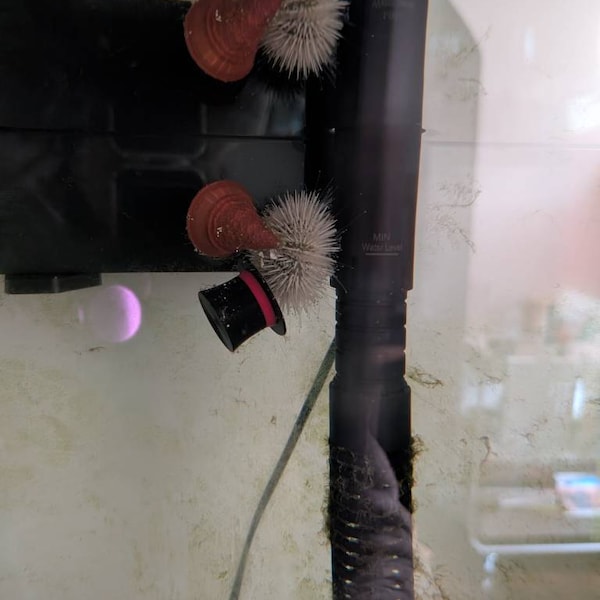 Bristle Worm Trap Box Pest Fireworm Bristleworm 3D Printed With PETG - Etsy