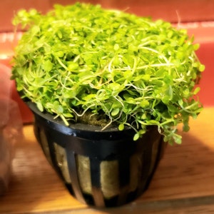 Dwarf Baby Tears Pot hemianthus Callitrichoides BUY3GET1FREE Live ...