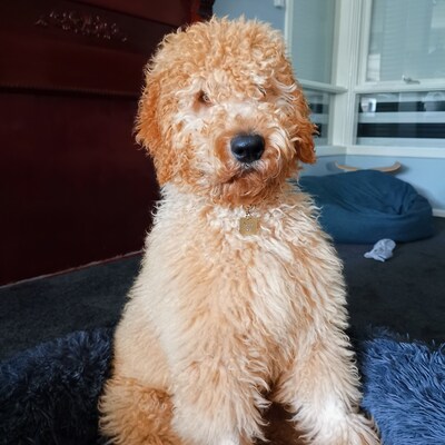 Dog Tag, Square Dog Tag, Brass Dog Tag, Pet ID Tags, Personalized Dog ...