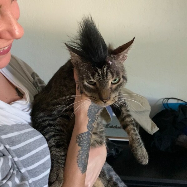 Cat Mohawk - Etsy