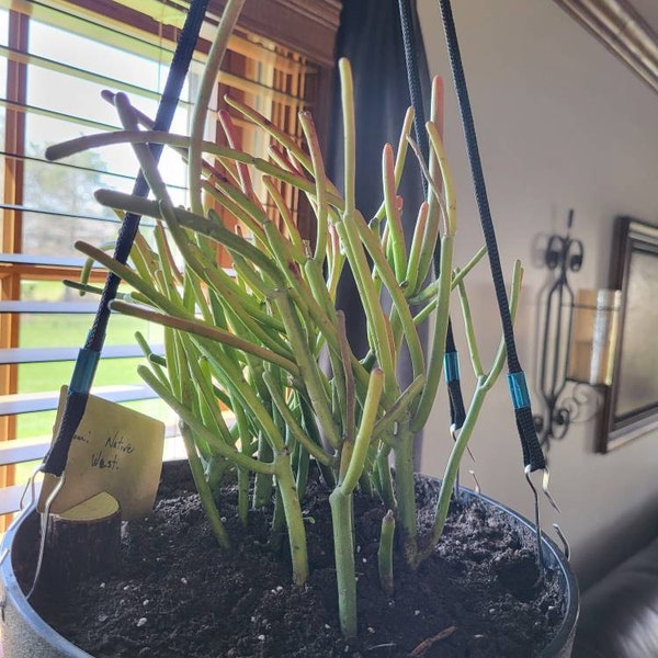 Fire Stick Cactus | 6 Inch | Sticks on Fire Cactus | Tirucalli | Live ...