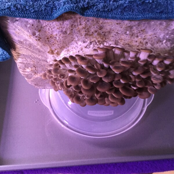 Two 6lb Masters Mix Substrate Blocks, Steam Sterilized - Etsy