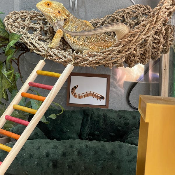 Pink Princess Philodendron Ledge for 0.5oz Deli Cup | Crested Gecko ...