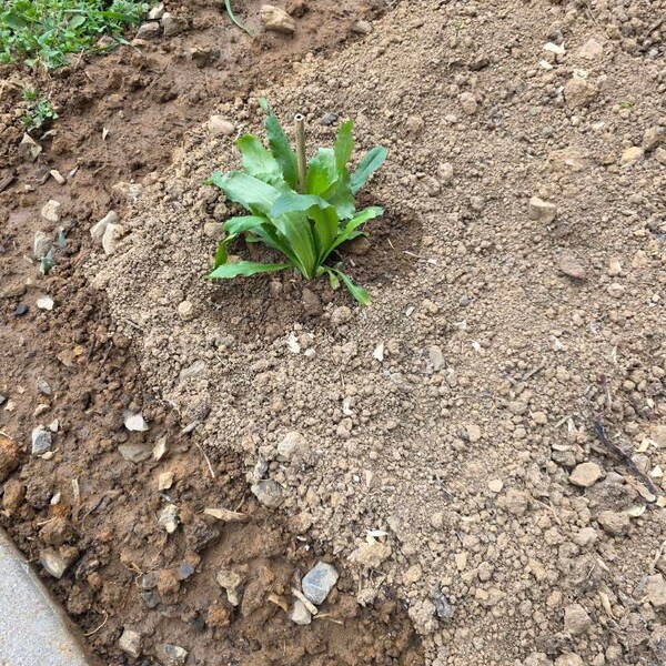 Buddha's Hand Lemon Grafted Plant Fingered Citron Fruit Tree Tropical ...