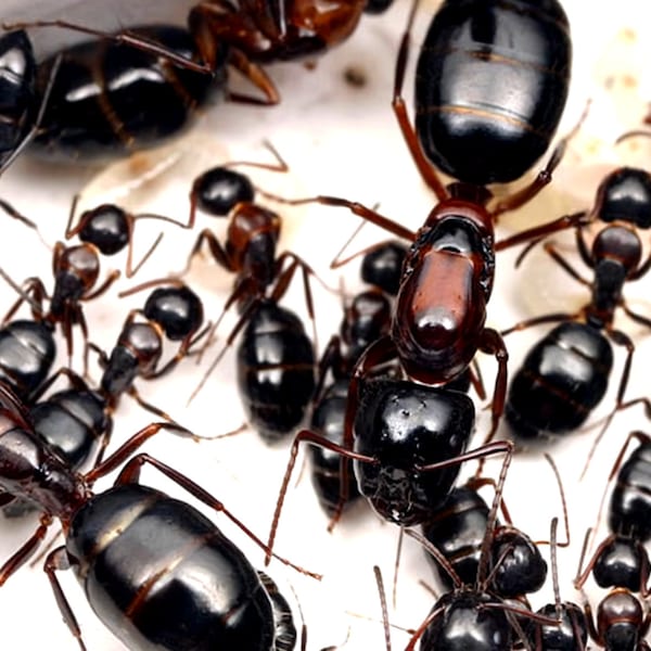 Sand Ant Farm Medium anthill, Formicarium, Educational, Ants NO ANTS ...