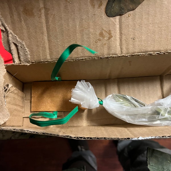 LIVE Pacay Icecream Bean Tree 'inga Feuillei' Rooted in a Small Pot ...