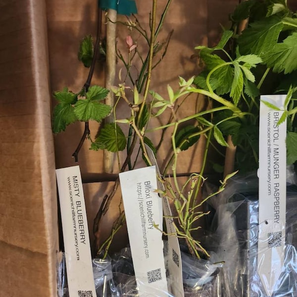 Cascade Harvest Red Raspberry- Very Large Firm Berries, Very Good ...