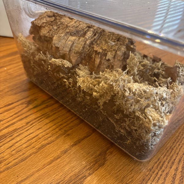 Bug Display Terrarium + Dirt & Bark (medium-10x6x5”) (isopod, Small ...