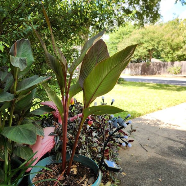 Canna Lily Bulbs Dark Redpurple Musifolia Large Tropical Plant W Red Flowers Garden Patio