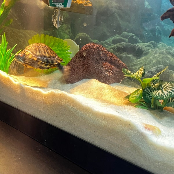 Turtle Tank - Aquarium / Terrarium Background - Etsy