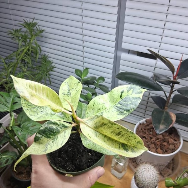 Starter Podocarpus Macrophyllus Maki Tree Outdoor Plant Landscape Live ...