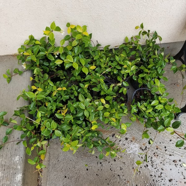 Creeping Fig ficus Pumila 2 Pack Living Wall , Groundcover ,house Plant ...