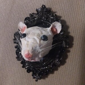 Groundhog Woodchuck Bones Full Skeletons Juvenile Adult Sold - Etsy