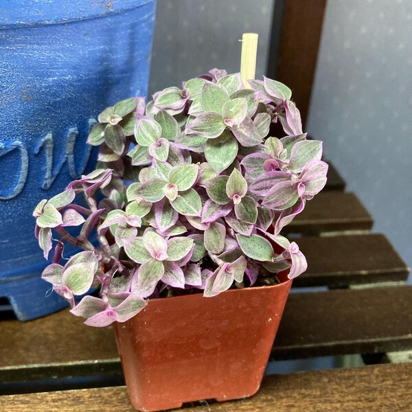 Callisia Repens, Pink Lady Plant, Pink Panther, Creeping Inch Plant ...