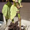 Live Angel Wing Begonia "my Special Angel" Starter House Plant - USA ...