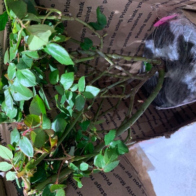 Rare New Rose. Red Juicy Terrazza. 红果汁flower Machine. Continue Blooming ...