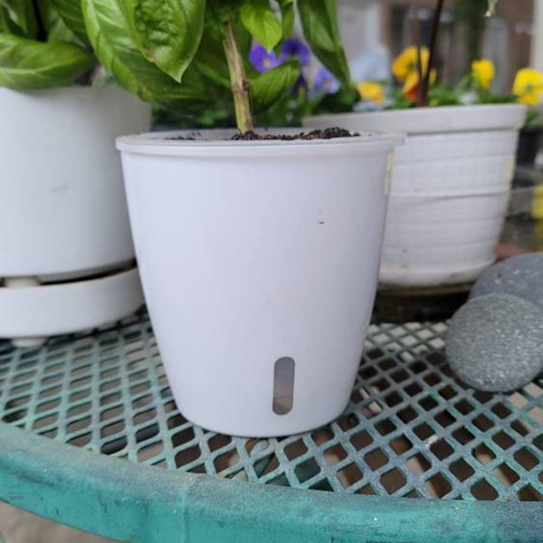 The Perfect Pot for Semi-hydroponics - Self Watering Pot With Clear ...