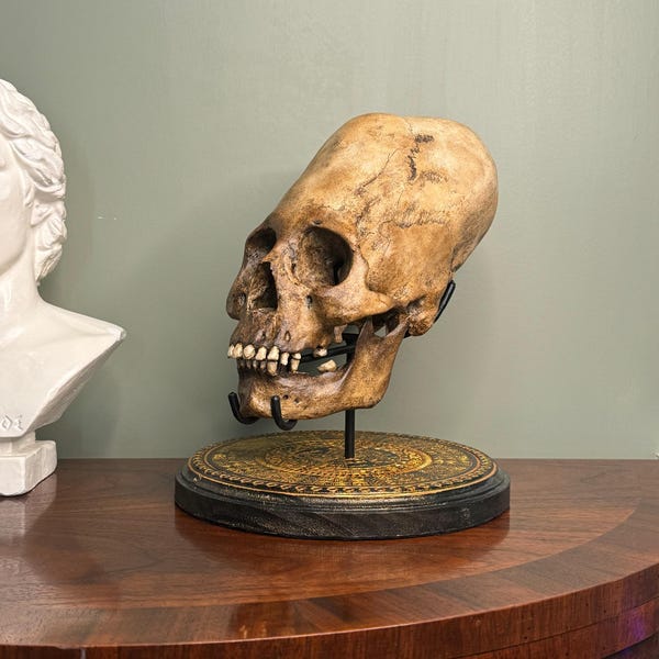Realistic Human Skull Replica Life-size, Dark Tones, Anatomical Decor ...