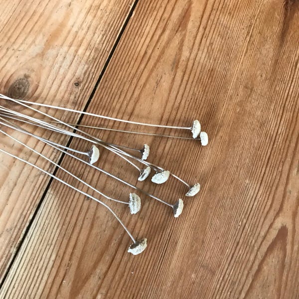 Dried Conkers Conkers in Shells ,dried Natural Conkers Nuts,fall ...