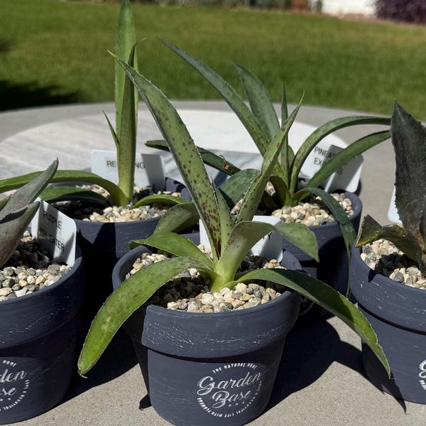 Aloe Tangerine Hybrid Arborescens X Ferox INTENSE BLOOMS STARTER Plants ...