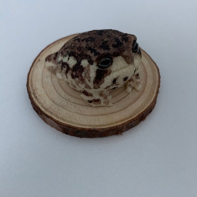 Baby Desert Rain Frog Figurine... Angry Squeaker Frog - Etsy
