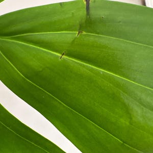 Live Angel Wing Begonia medora Starter Plant USA SELLER - Etsy