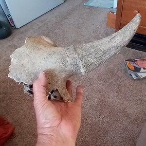 Excellent Fossilized Turtle Toe Bone Pleistocene 10000 24 | Etsy