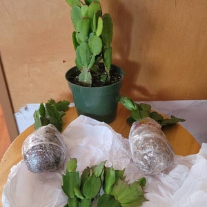 Tylecodon Paniculatus Bonsai Tree Cactus Plant Succulent-easy to Grow ...