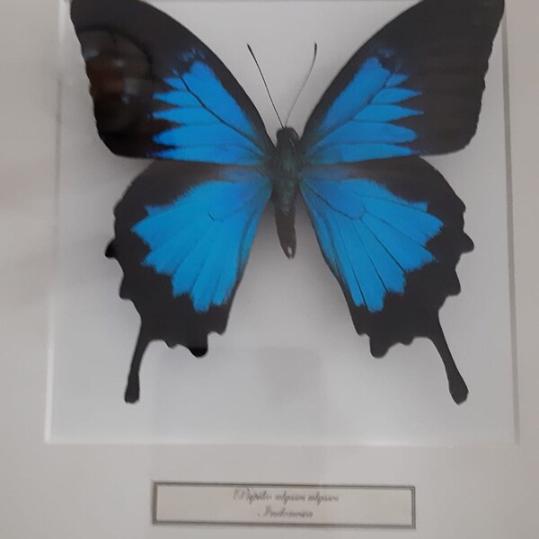 Mounted Fox trophy - Etsy