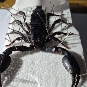 Pre-historic Carachama Armored Catfish pseudorinelepis Genibarbis Peru ...