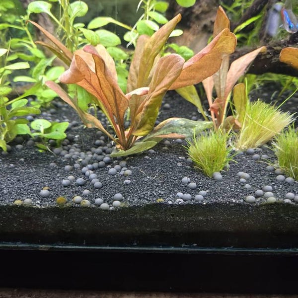 Samolus Parviflorus Red Rare Live Aquarium Plants - Etsy