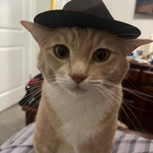 Large Trooper Cat Hat for Your Cat, Ranger Cat Hat for Your Cat - Etsy