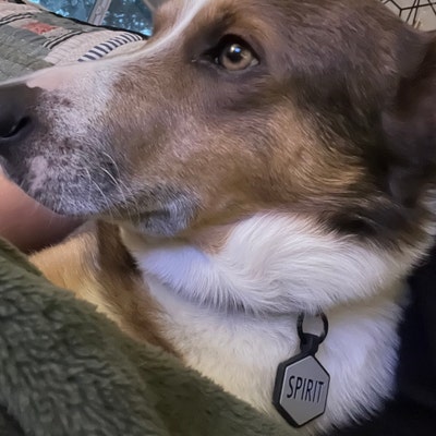 Grey Dog Tag Silicone Dog Tag Hexagon Pet ID Quiet Dog Tag Durable Pet ...