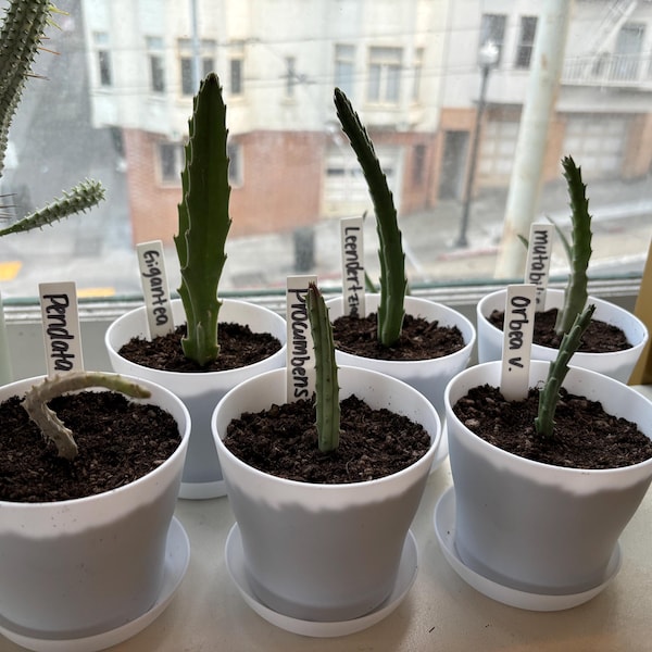 Hildewintera Colademononis Monkey Tail Cactus Seeds Super Furry Hybrid ...