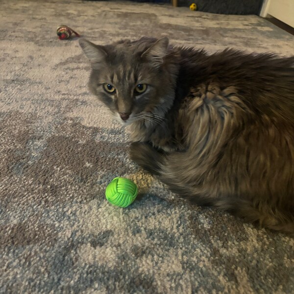 Cat Toy Yarn Ball W/pom Pom Tail, 100% Cotton Cat Toy, Yarn Cat Toys ...