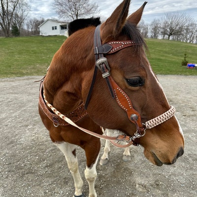 Pony Tack Set, Miniature Horse Tack, Pony, Pony Tack, Pony Hackamore ...