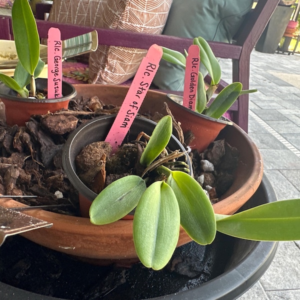 Orchid Plant LIVE Dendrobium Alice Iwanaga | Rare BLOOMING SIZE Indoor ...