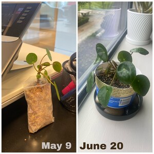 Set of 3 Propagation Jars 3.4 Ounces, With Cork Lids. - Etsy