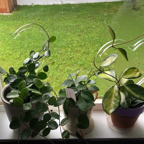 Extra Large Jumbo Clear Plastic Plant Pots for Houseplants, Aroids ...