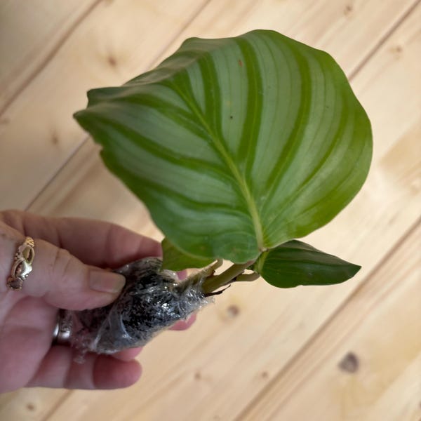 Calathea Orbifolia Starter Plant: Round Foliage Tropical Plant (***all ...