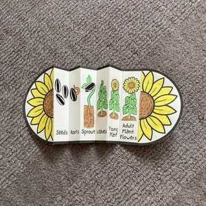 Foldable Duck Life Cycle Learning Activity for Kids A4 and 11x8.5 Inch ...