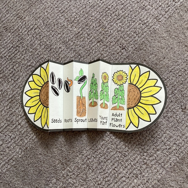 Foldable Sunflower Life Cycle Learning Activity for Kids | A4 and 11x8 ...
