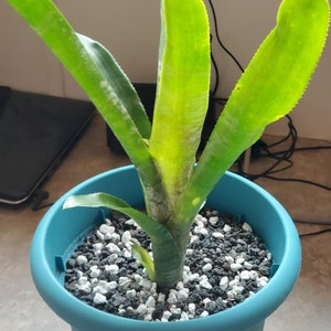 Neoregelia Sheba Bromeliad Offset for Shade or SUN - Etsy