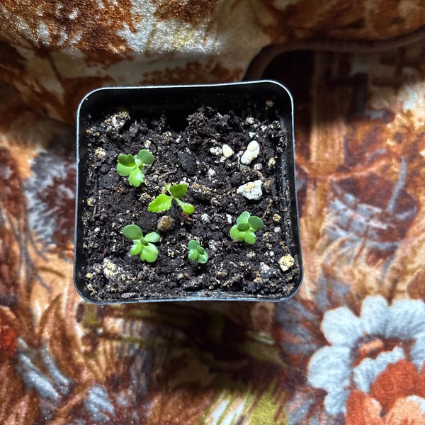 Exotic Butterfly Pea - Blue Tea Pea / Asian Pigeonwings / Blue Pigeon ...