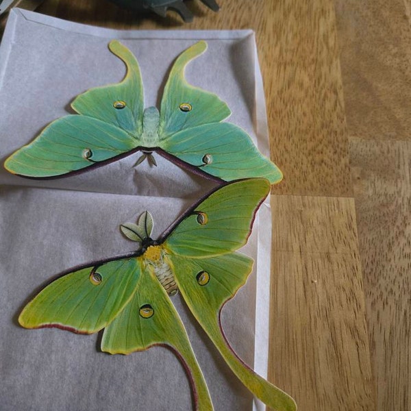 Small Luna Moth Paper Cutouts Set of Three Pieces One Sided - Etsy