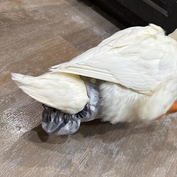 High Quality Duck Diaper, Goose Diaper, TURKEY GIRL Diaper, Open Tail ...