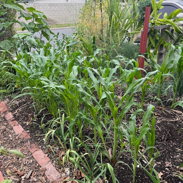 Three Sisters Seed Collection - Native American Farming - Corn, Bean ...