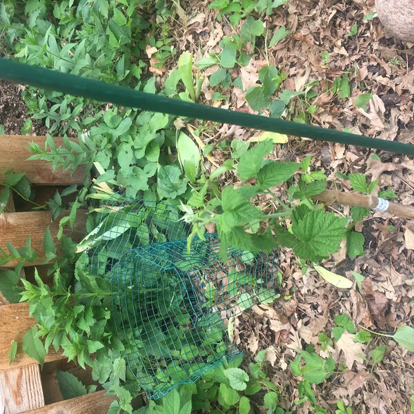 2 Raspberry Plants Joan J - Completely Thornless, Everbearing, High ...