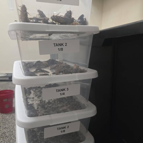 Dubia Self Cleaning Breeder Box Farm, Large 8 Gallon, Roach Breeding ...